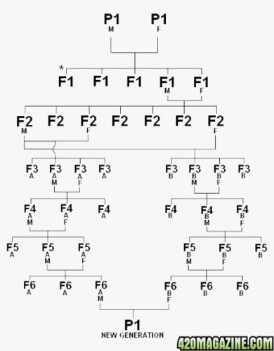 Cannabis Breeding - Traits to look for when breeding marijuana plants.