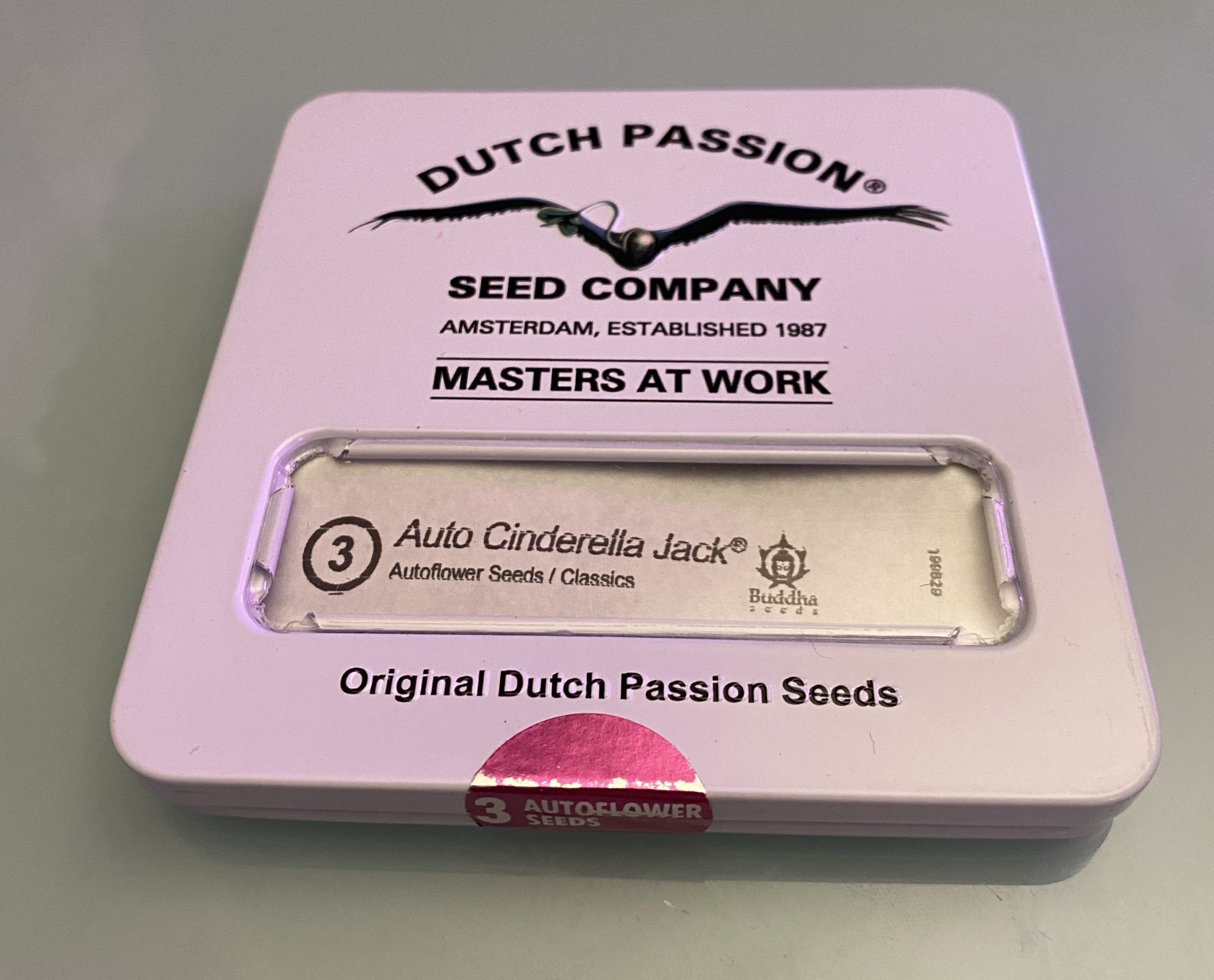 x3 Dutch Passion - "Cinderella Jack" - Seed Canary