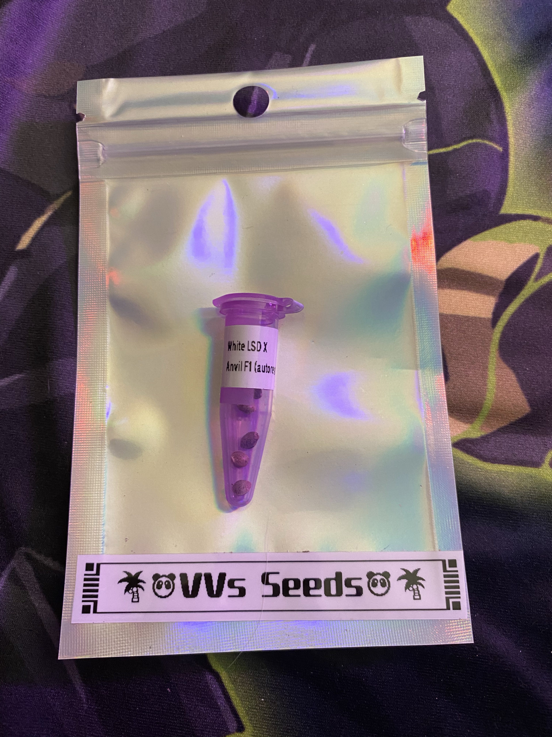 White LSD x Anvil F1 - Locomotive Medical - Seed Canary