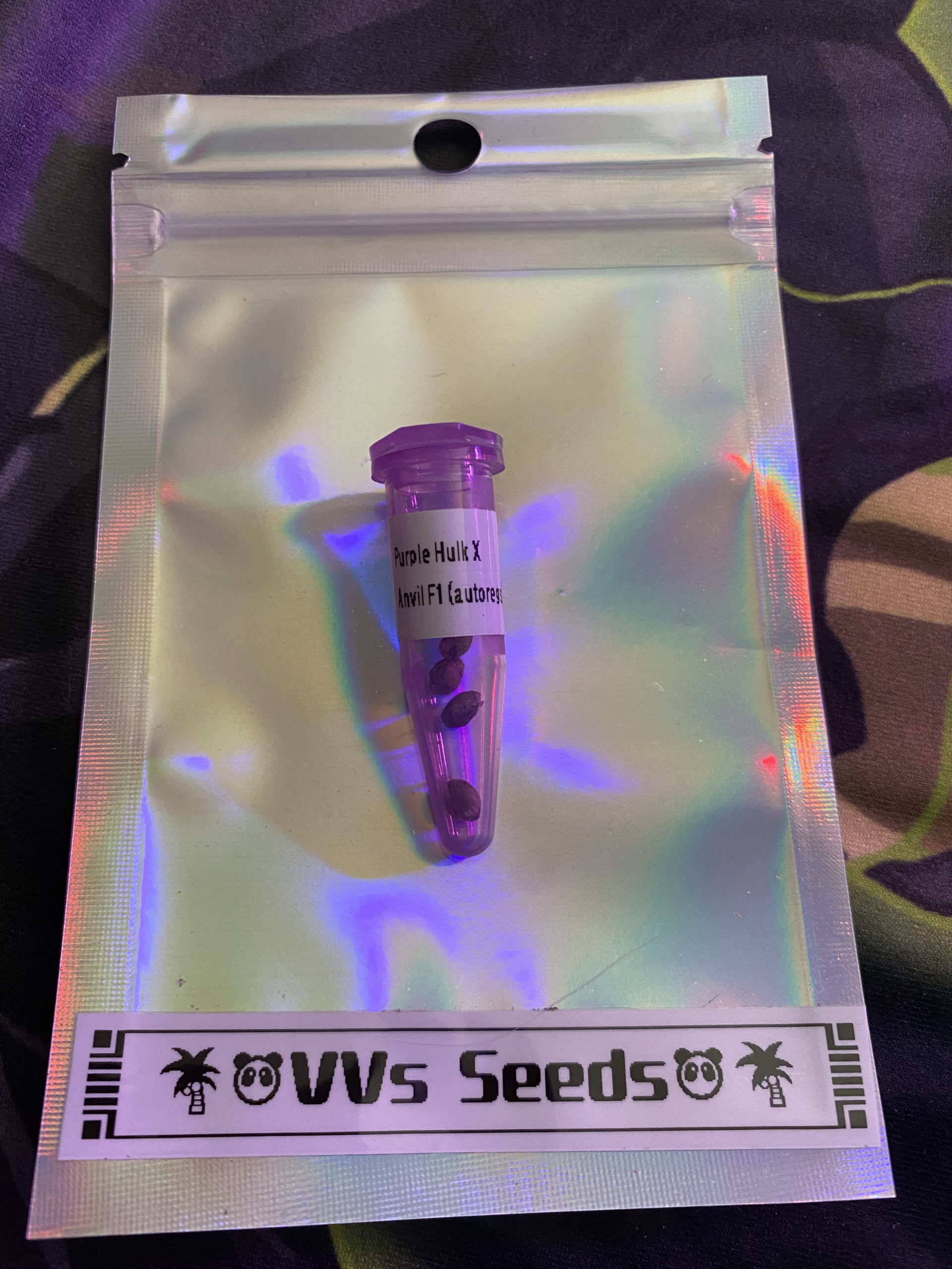 Purple Hulk x Anvil F1 - Locomotive Medical - Seed Canary