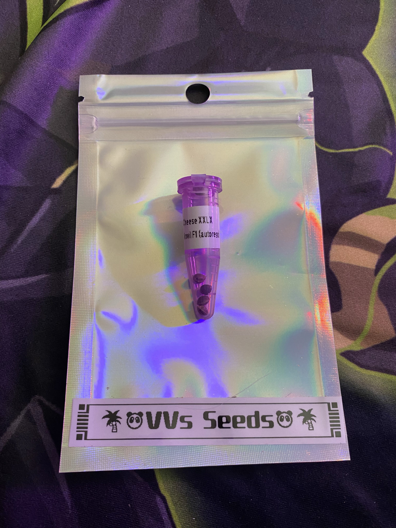 Cheese XXL x Anvil F1 - Locomotive Medical - Seed Canary