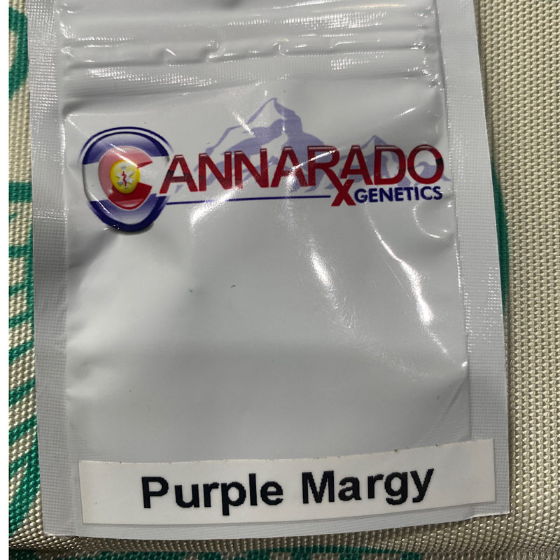 Cannarado Genetics Purple Margy - Seed Canary