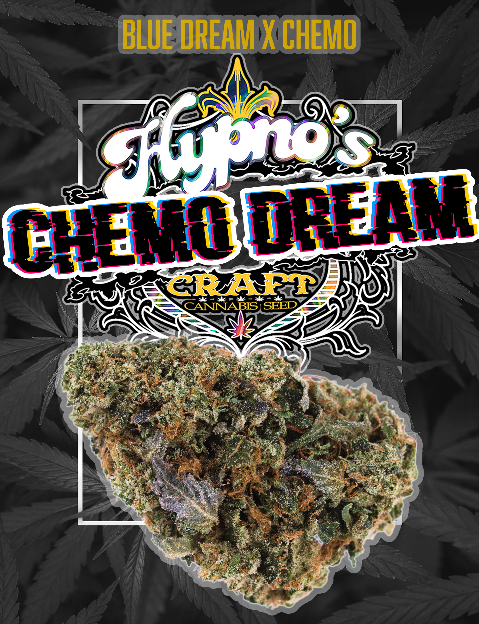 Chemo Dream - Regular Photoperiod - Seed Canary