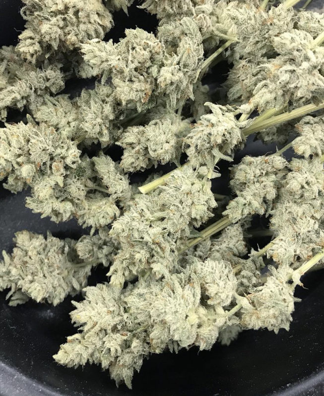 GG4 Josey Wales Cut - Seed Canary