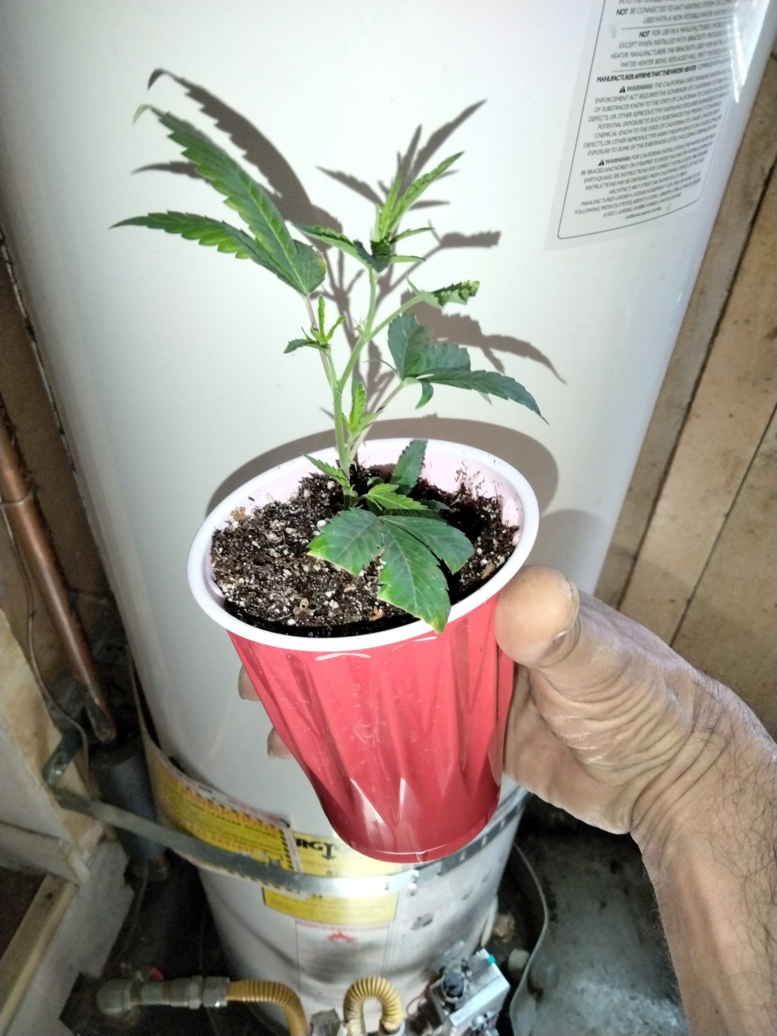 Triangle Kush – Legendary Clone Only – Low Reserve! - Seed Canary