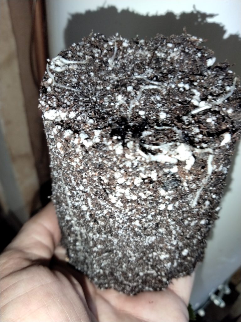 Triangle Kush – Legendary Clone Only – Low Reserve! - Seed Canary