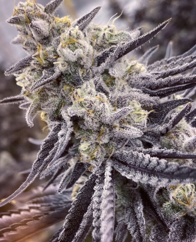 RS #11 - Seed Canary