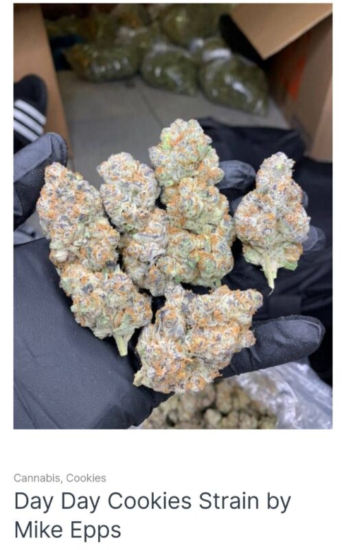 Day Day S1 Copycat Genetics Fems - Seed Canary