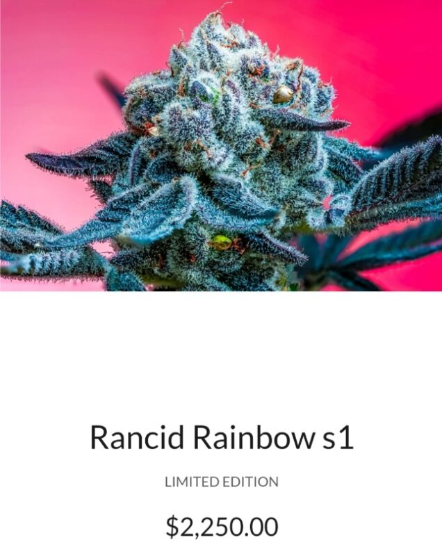 Rancid Rainbow S1 Copycat Genetix ORIGINAL FEMS - Seed Canary