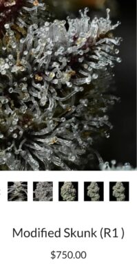 Modified Skunk X The Candyman R1 Reversal Special Order Copycat Genetix ...