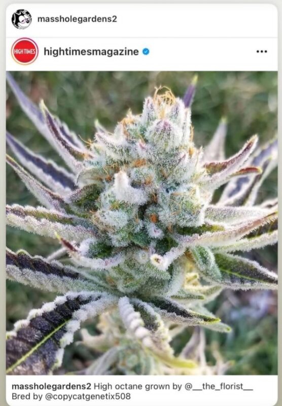 High Octane X Sugar Daddy R1 Reversal Special Order Copycat Genetix ...