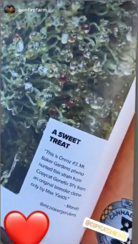 Oreoz X Iced Out Skunk R1 Reversal Special Order Copycat Genetix ...