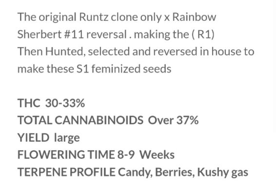 Rainbow Runtz X The ZaZa R1 Reversal Special Order Copycat Genetix ORIGINAL FEMS - Seed Canary