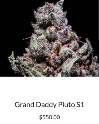 Grand Daddy Pluto S1 Copycat Genetix FEMS - Seed Canary