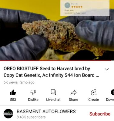 Oreo Big Stuff RBX1 SPECIAL Order Copycat Genetix ORIGINAL FEMS - Seed ...