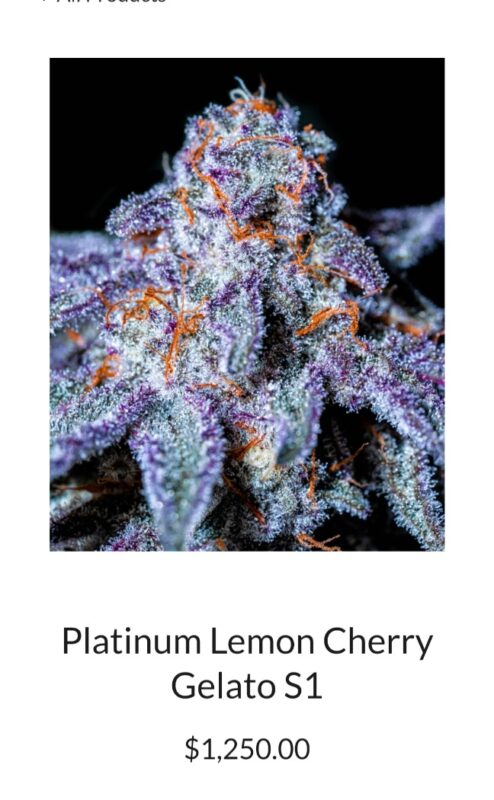 Platinum Lemon Cherry Gelato S1 Copycat Genetix Clone Only FEMS - Seed ...