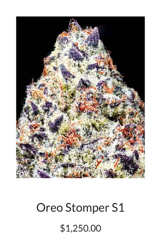 Oreo Stomper S1 Copycat Genetix ORIGINAL FEMS - Seed Canary