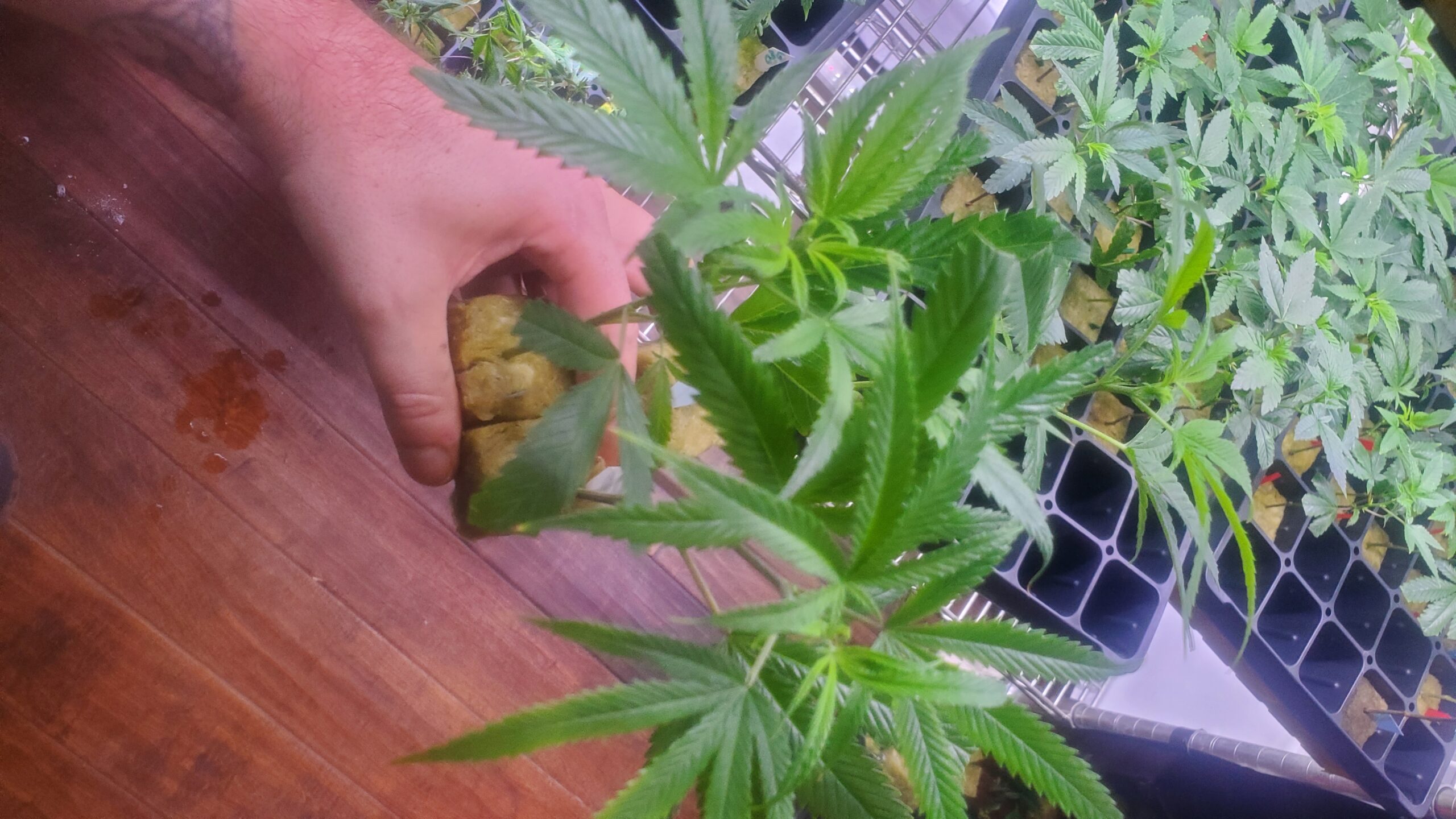 White Truffle ☆Beleaf cut☆rooted clone☆buy2 get2 free!!☆details in ...