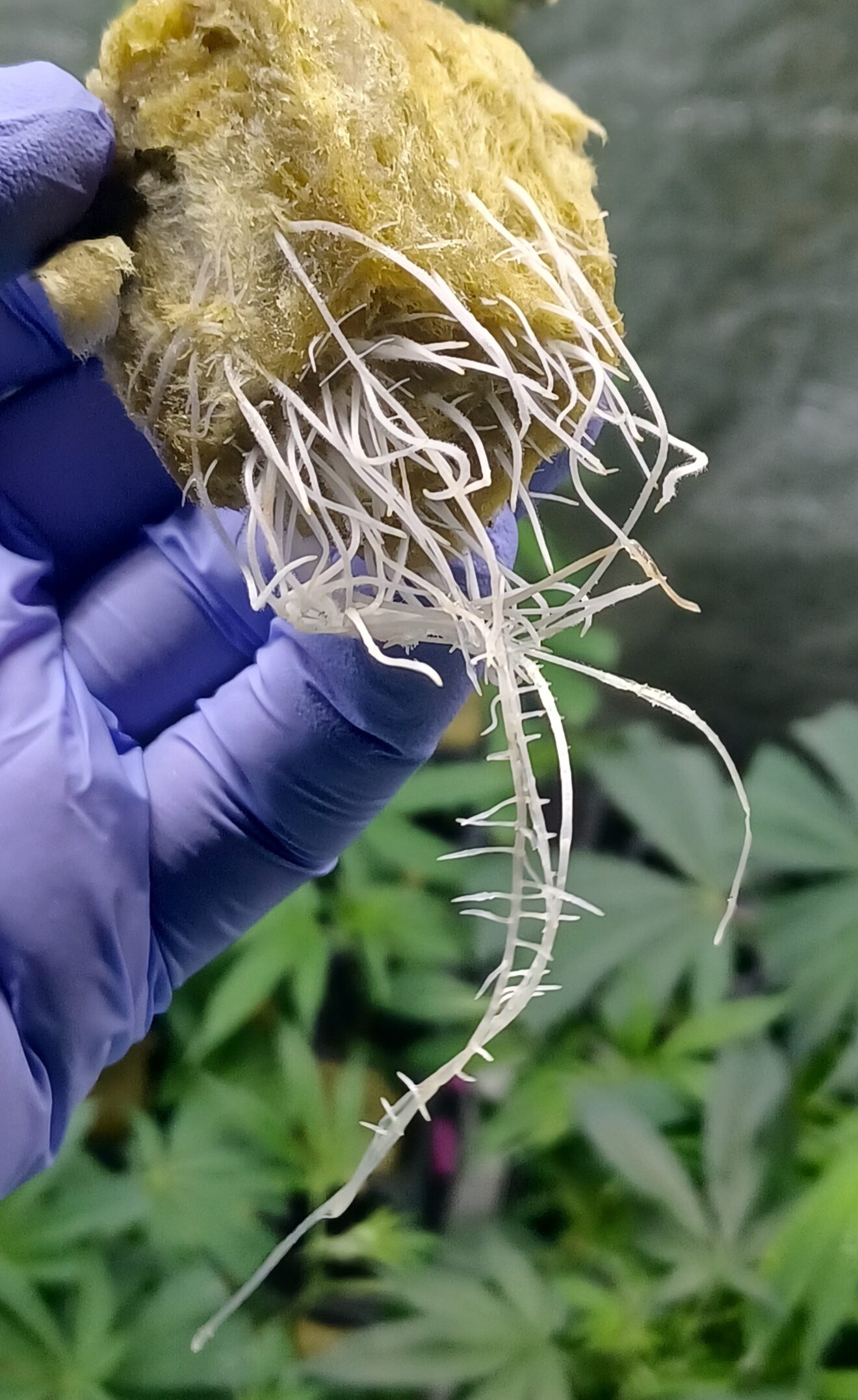 Sour Diesel Skunktek Breeder Cut - Seed Canary