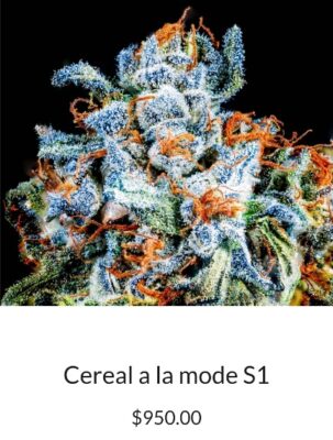 Cereal a la mode S1 Copycat Genetix Clone Only FEMS - Seed Canary