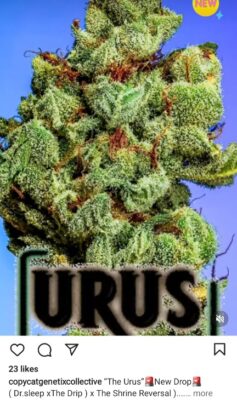 The URUS S1 Copycat Genetix ORIGINAL FEMS - Seed Canary