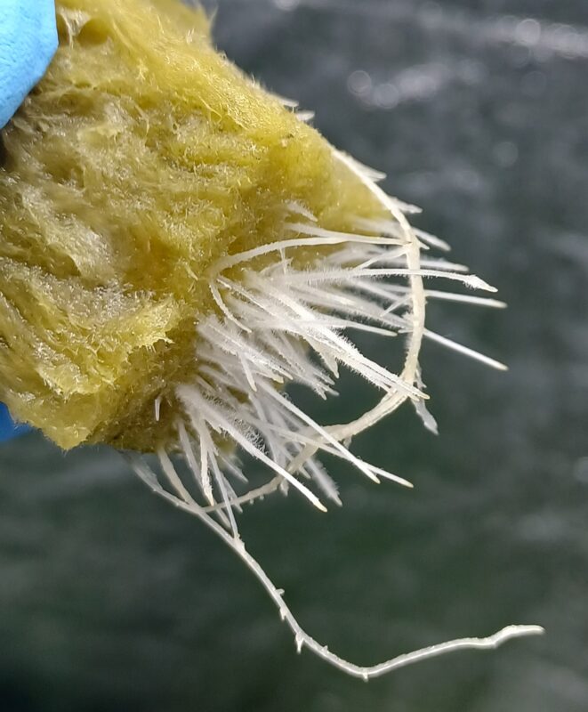 NYC Piff S2/PiffCoast #3 Piffcoast Farms Breeder Cut - Seed Canary