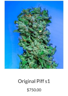 Original Piff S1 Copycat Genetix ORIGINAL FEMS - Seed Canary