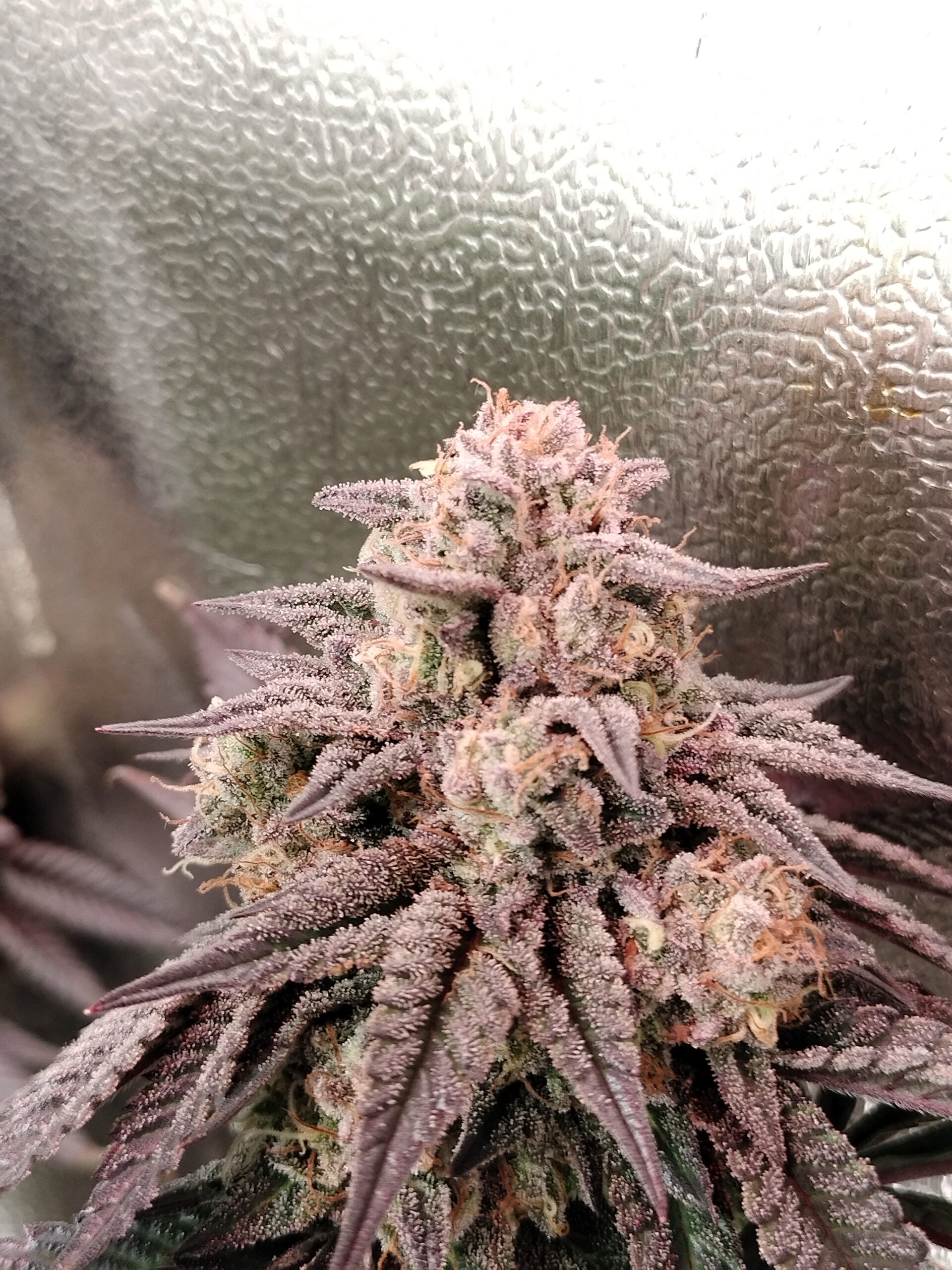 Pink runtz - Seed Canary