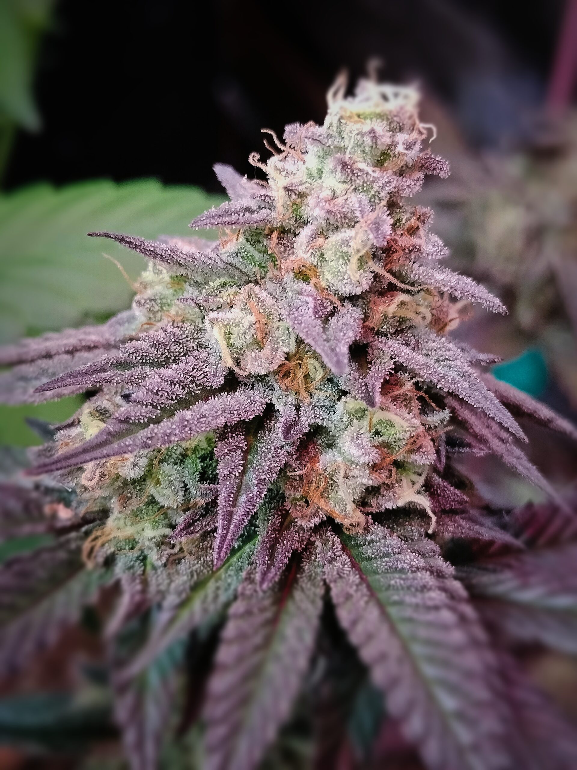 Pink runtz - Seed Canary