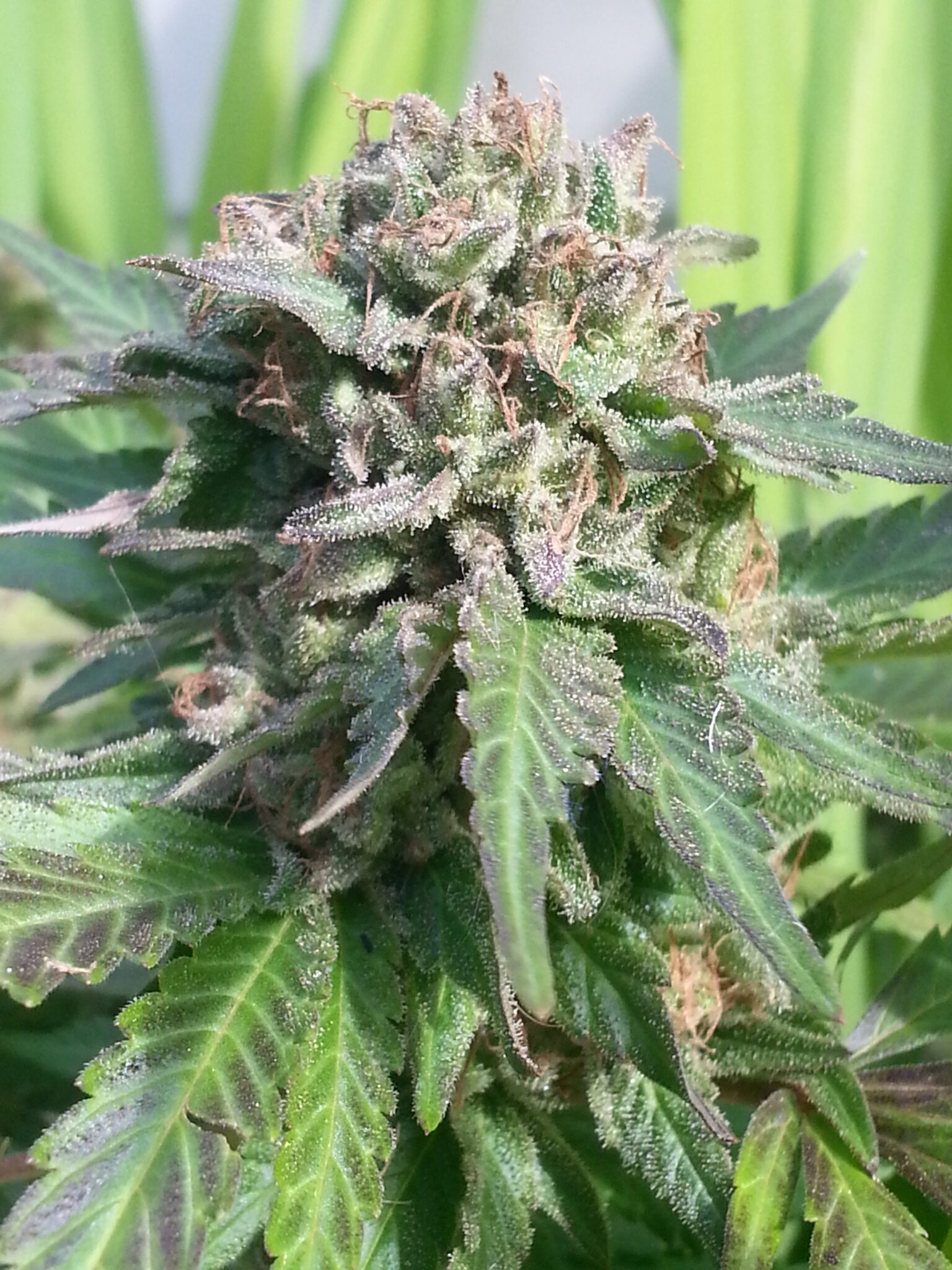 Indiana Bubblegum - Legendary Clone! - Seed Canary