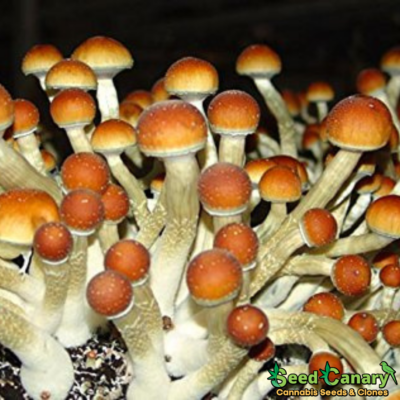 Creeper Spore Syringe - Seed Canary