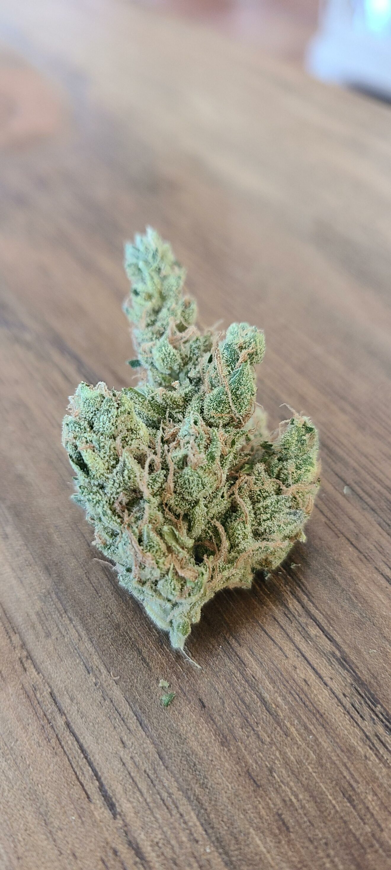 NYC Sour Diesel 1996 Cut - Seed Canary