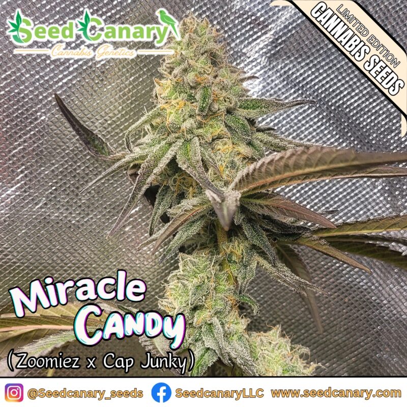 Miracle Candy (Zoomiez x Cap Junky) - Regular Seeds - Seed Canary