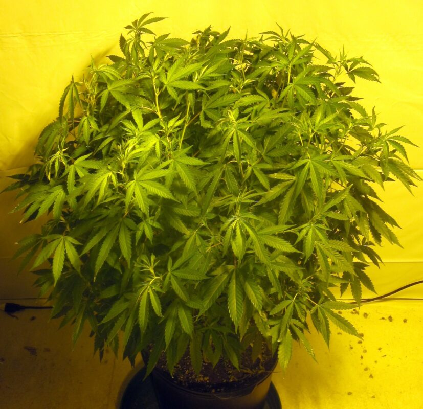 Orange Kush rooted clone - Seed Canary