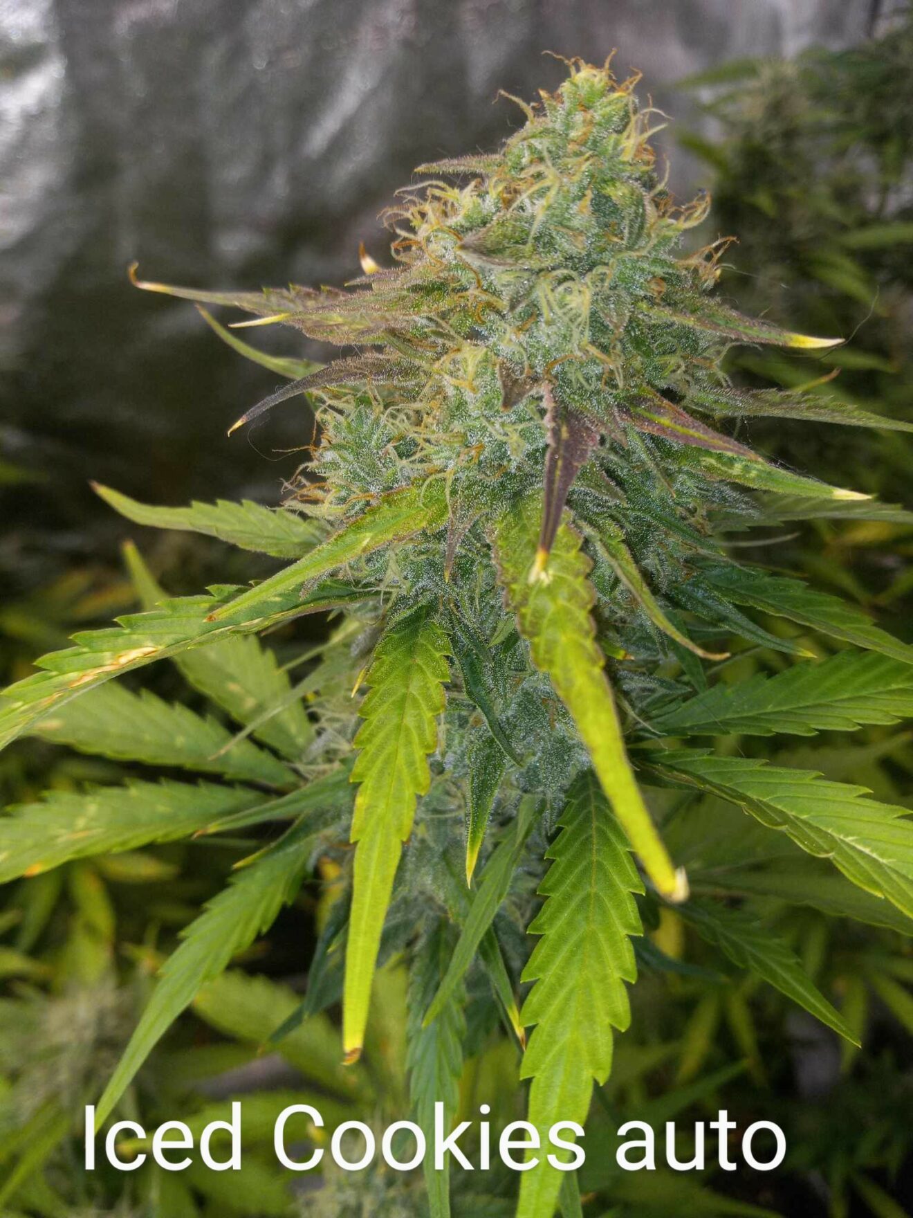 Iced Cookies Auto Limited Stock** - Seed Canary