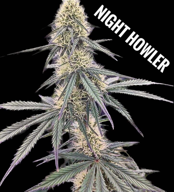 Nighthowler - Seed Canary