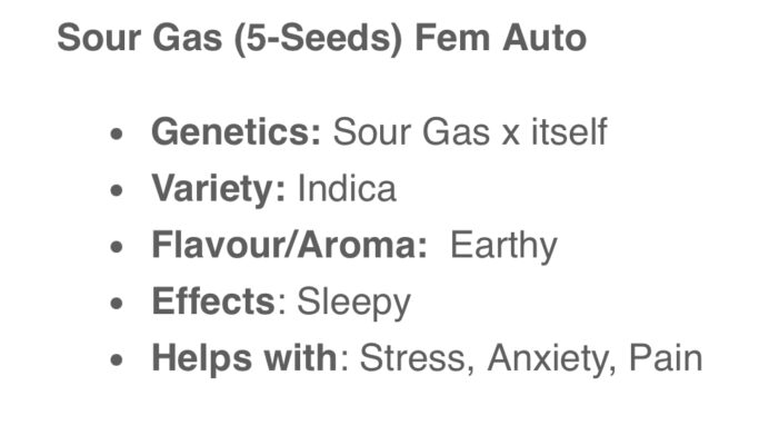 Sour Gas (10-Seeds) Fem Auto - Seed Canary