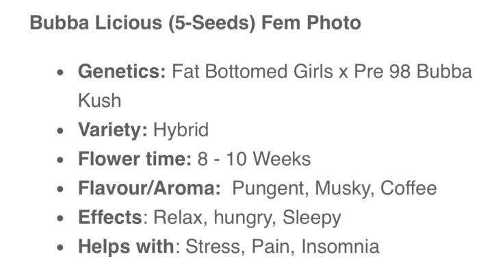 Bubba Licious (Fem Photo) 5-Seeds - Seed Canary