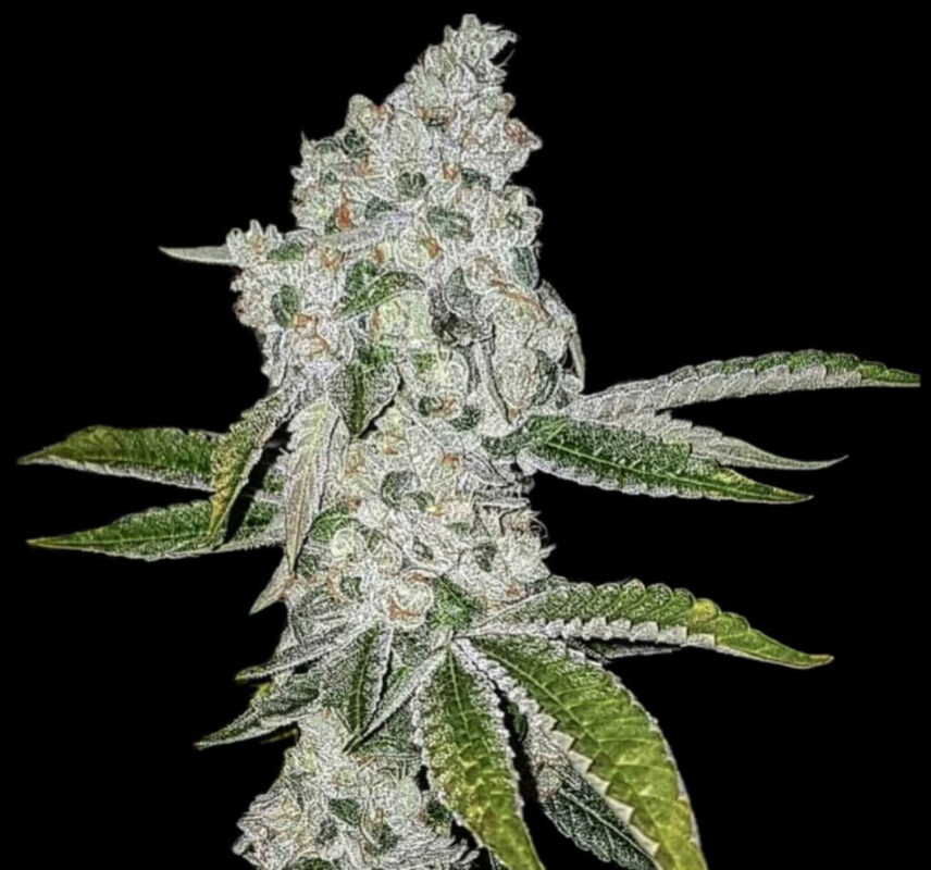 El Chapo OG (Fem Photo) 10 Seeds - Seed Canary