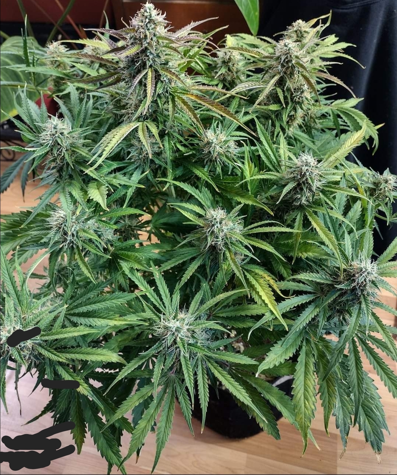 Pink Runtz Feminized Autoflower - Seed Canary Pink Runtz Feminized Autoflower - Seed Canary