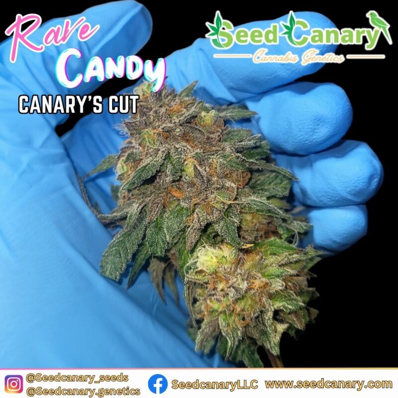 Rave Candy (Canary's Cut) Rooted Clone - 420 SPECIAL! - Seed Canary