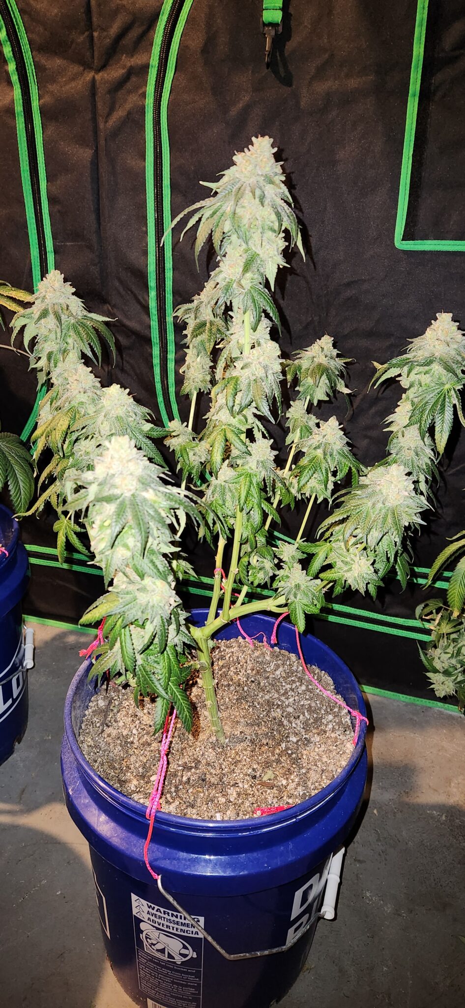 Order 66 (Red Eye Jedi x Meltdown) free shipping to U.S. - Seed Canary