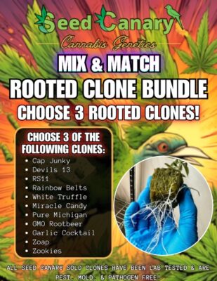 Rooted Clones! - Mix & Match Bundle - Seed Canary