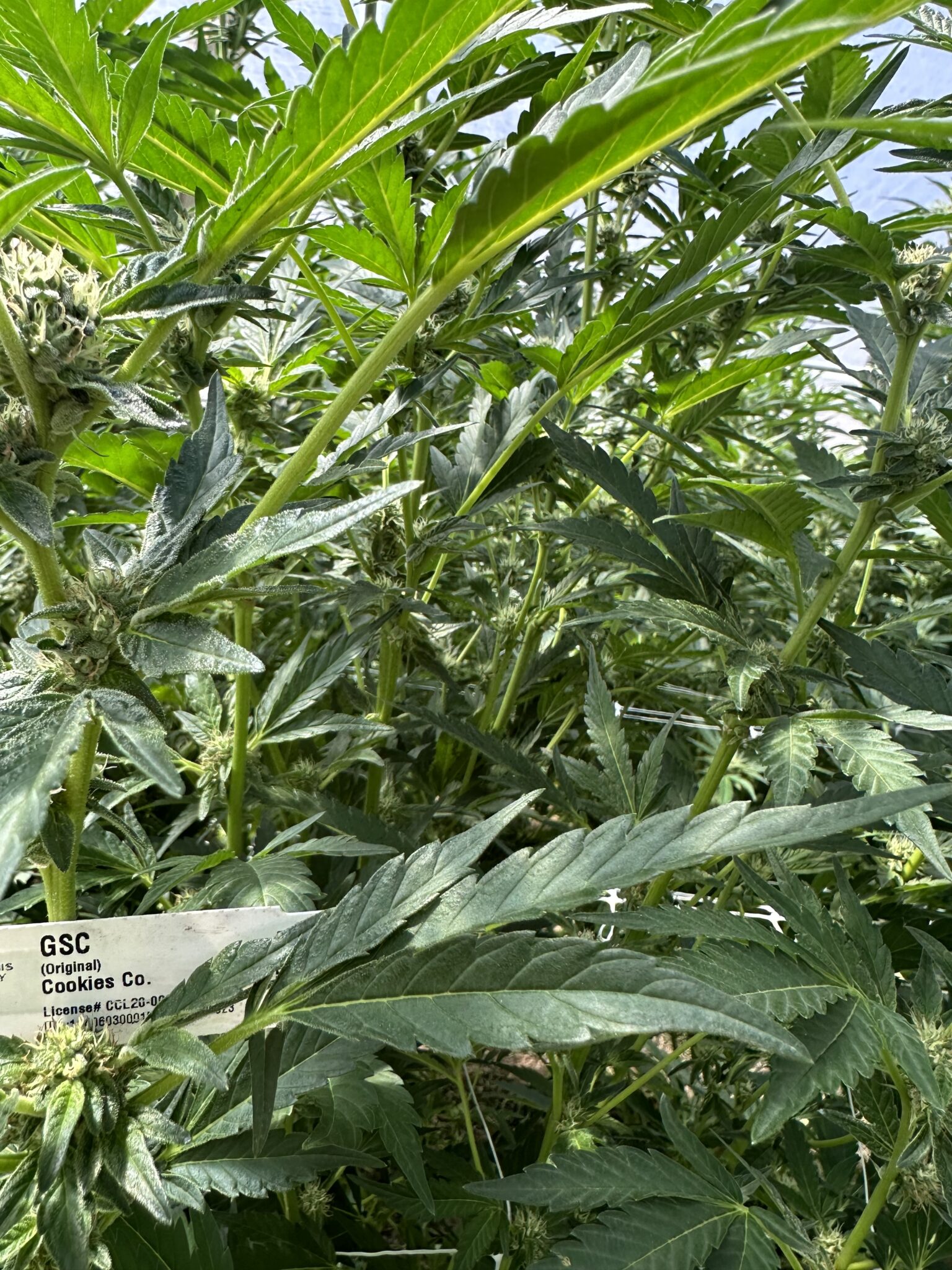 GSC Girlscout Cookies CO (berner’s cut) - Seed Canary