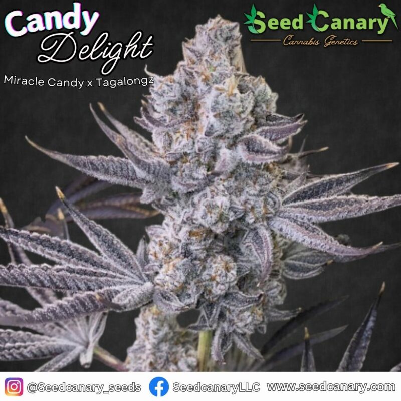 Miracle Box - Cannabis Seed Collection! - Seed Canary