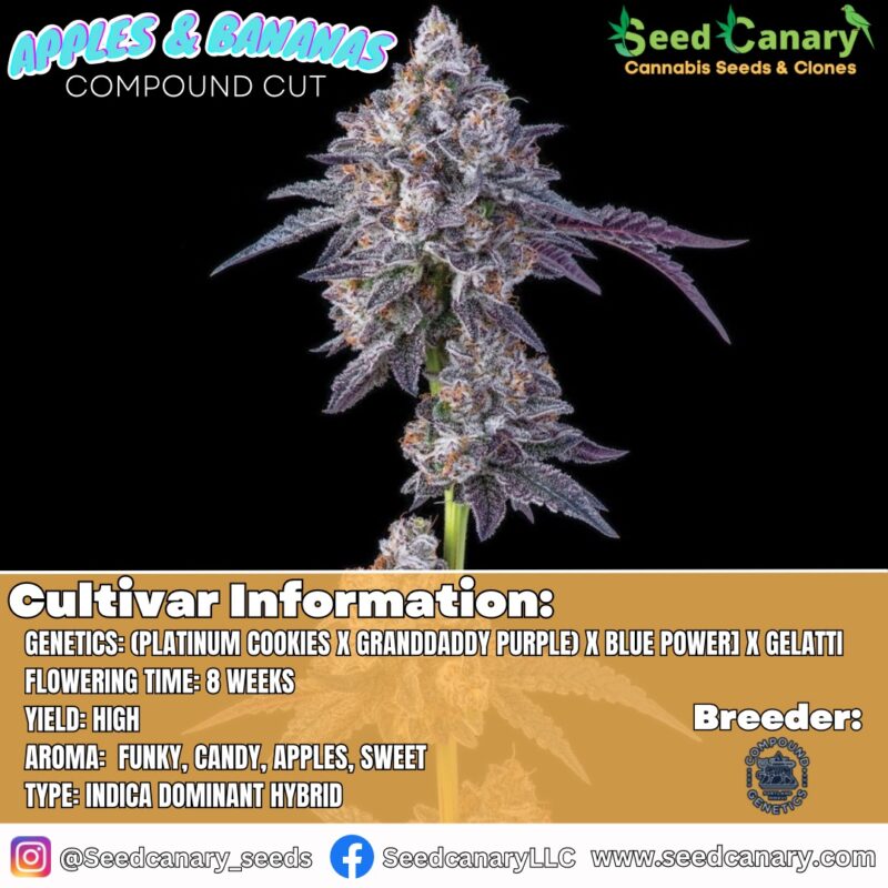 Apples & Bananas (Compound Cut) Rooted Clone - Seed Canary