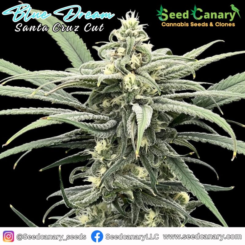 Blue Dream (Santa Cruz Cut) Rooted Clone - Seed Canary