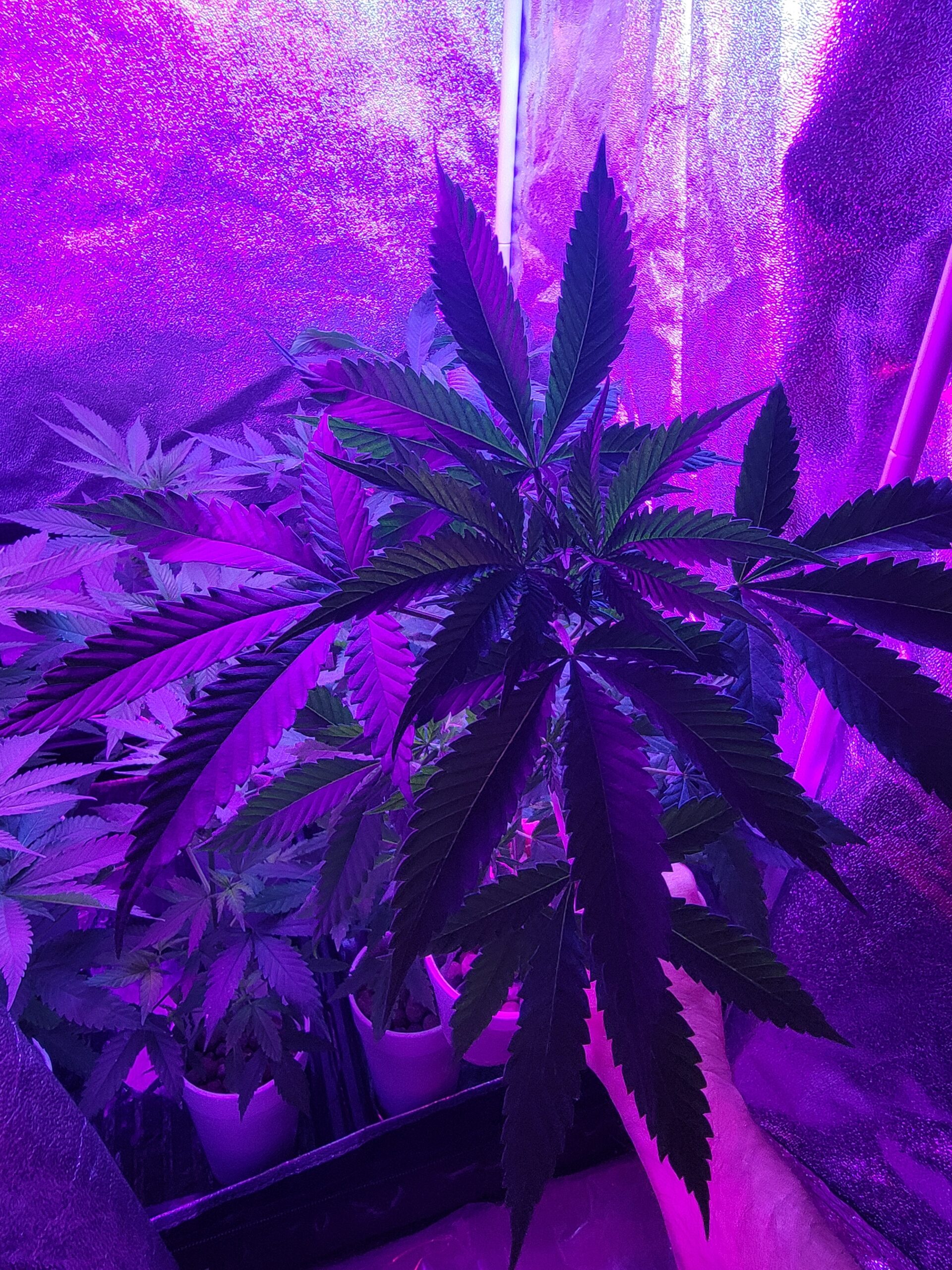 Purple Root Beer Float (Purple Urkle x Root Beer Float) - 3 Unrooted ...