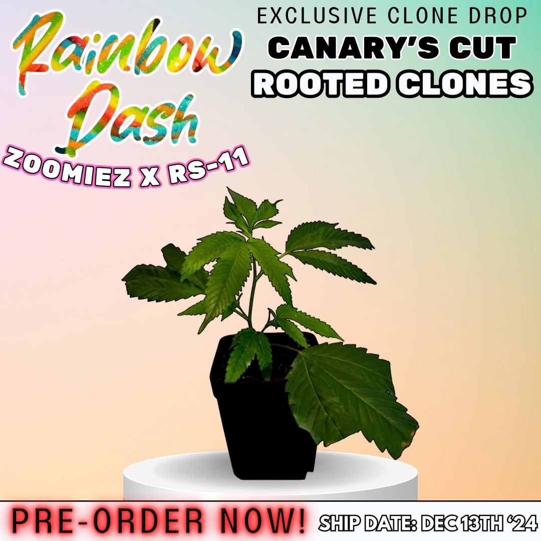 Rainbow Dash - Rooted Clone - Seed Canary