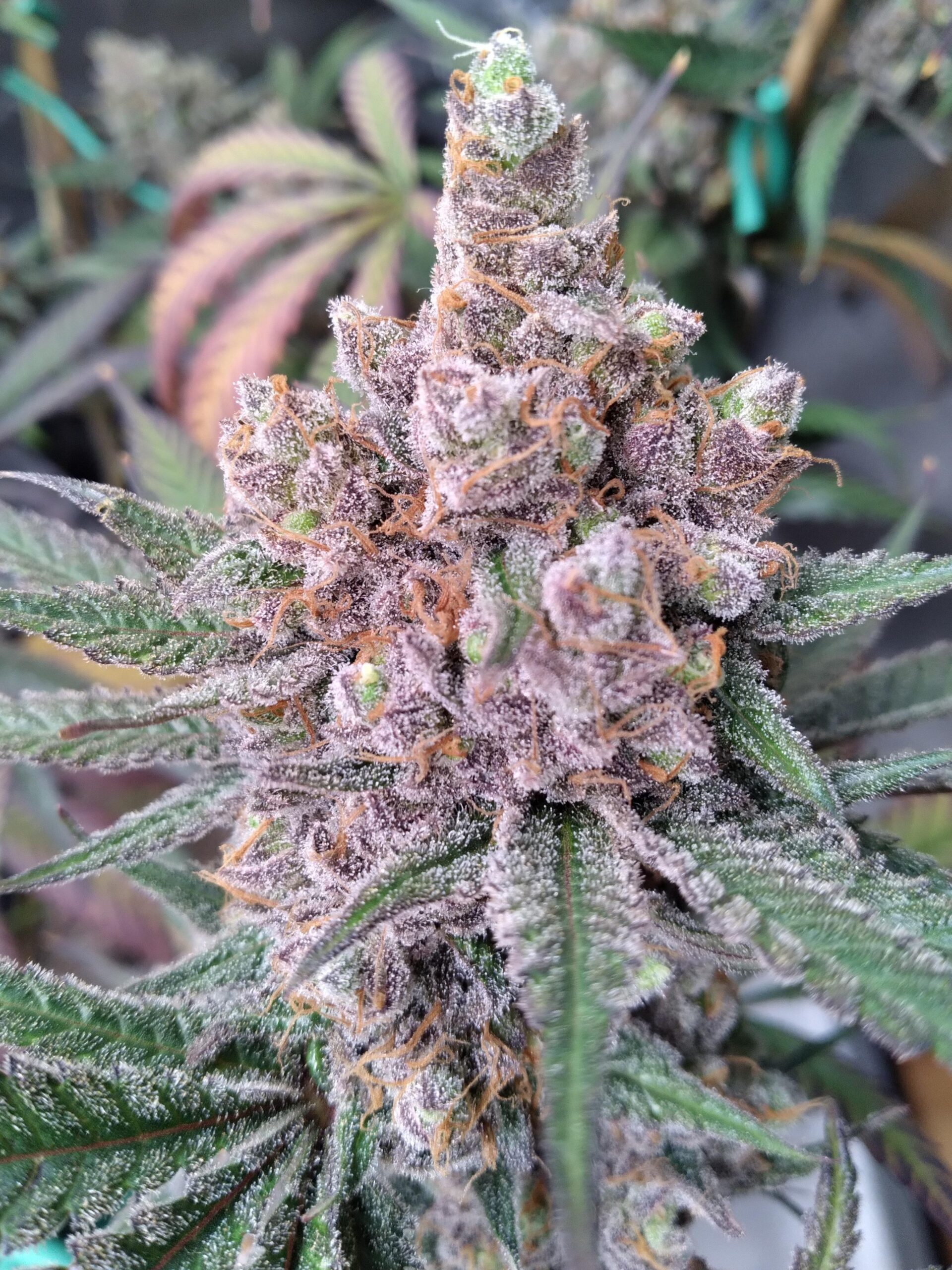 Purple Root Beer Float - Clone - Seed Canary